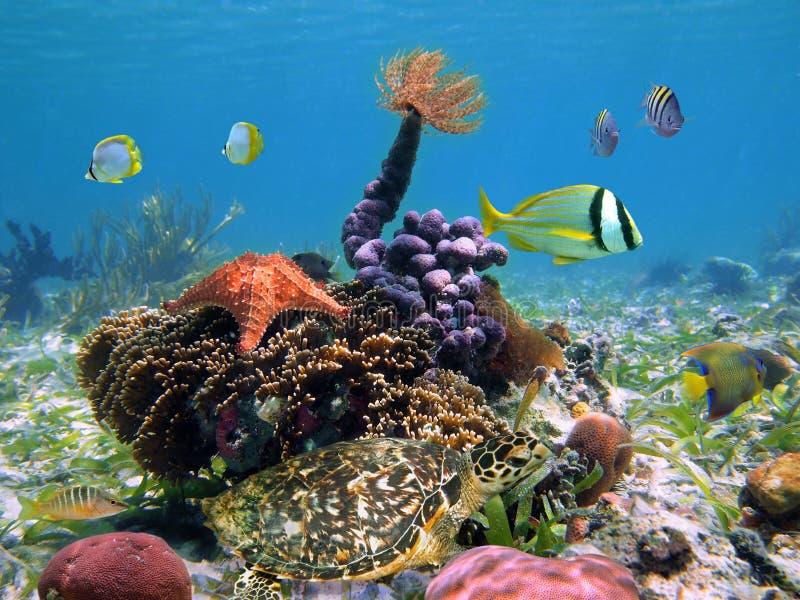 Turtle with Colorful Marine Life Stock Photo - Image of costa, colorful ...