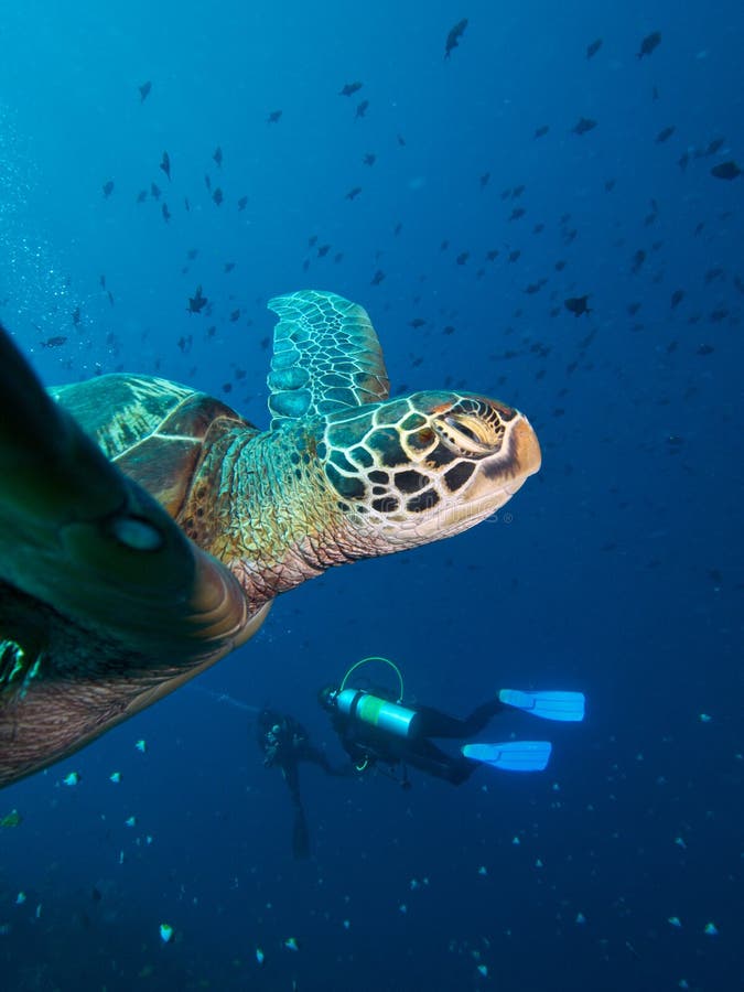 Green Turtle & Diver stock photo. Image of reef, island - 33093218