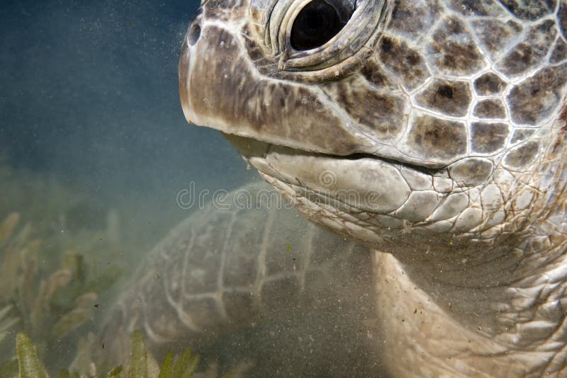 Green Turtle Enjoying Lunch. Stock Photo - Image of softcoral, green ...