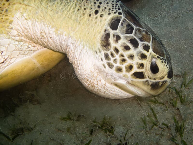 Green Turtle Feeding at Sea Bottom Stock Image - Image of shallow ...