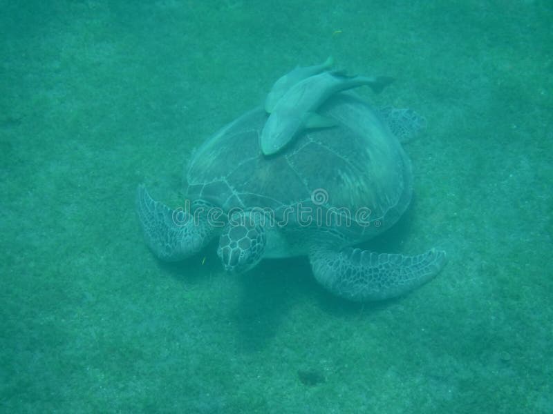 A Green Turtle with a Fish on Its Back Stock Image - Image of turtle ...