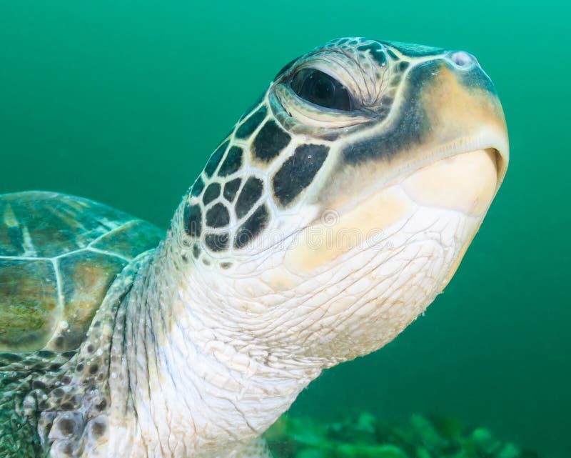 Green Turtle Head On stock image. Image of life, fishes - 628713