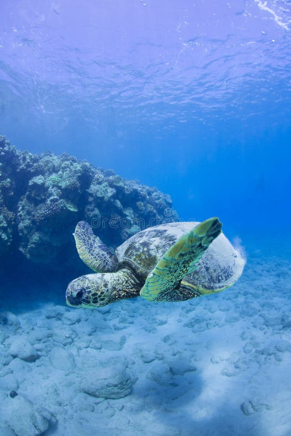 Cute sea turtle stock photo. Image of peace, animal, mydas - 10460652