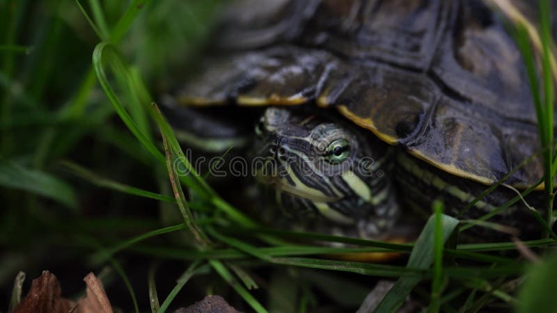 Green Turtle in Leaves. Green Plants and Striped Tortoise Looking at ...