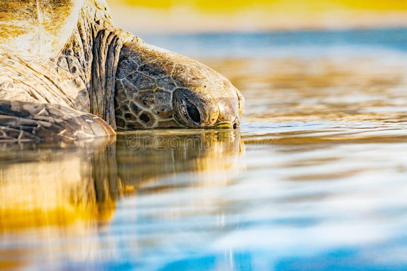 Turtles Falling Stock Photos - Free & Royalty-Free Stock Photos from ...