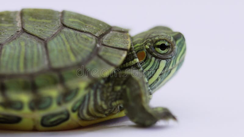 Green Turtle Lightly Moves Head, Isolated on Stock Video - Video of ...