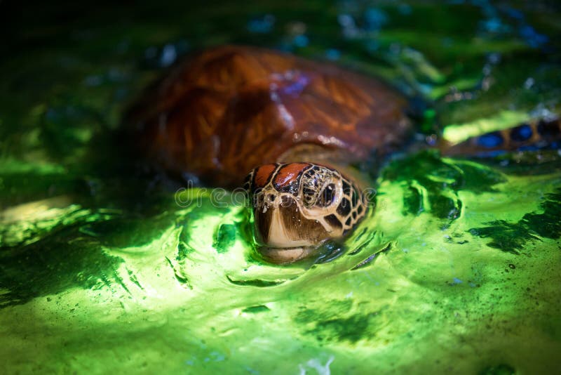 Green Turtle stock photo. Image of head, green, coral - 63137126