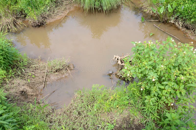 Muddy Water with Green Plants in Wetland Environment Stock Photo ...