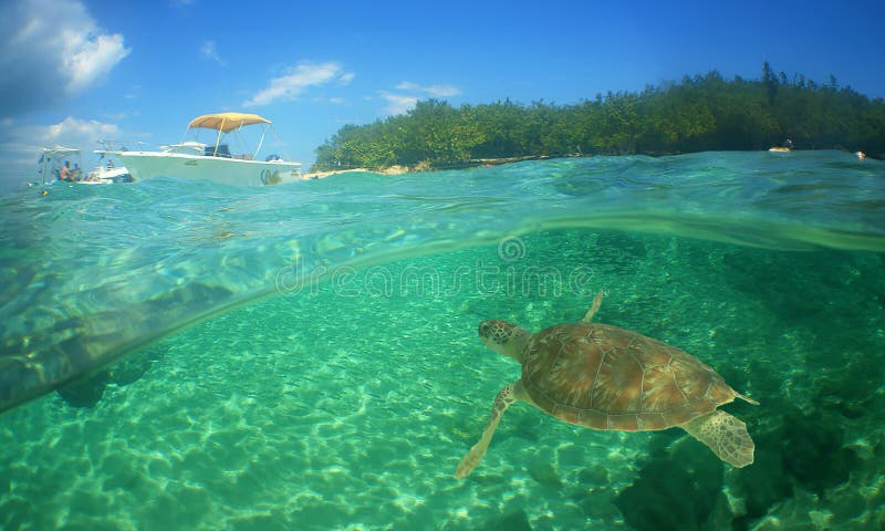 A green turtle on a reef stock photo. Image of nature - 315351222