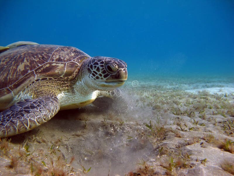 Green Turtle on the Reefs of the Red Sea. Stock Image - Image of alam ...