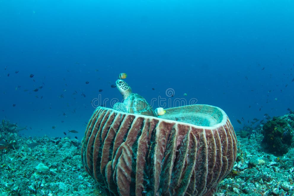 Green Turtle Sitting in a Barrel Sponge Stock Photo - Image of ...
