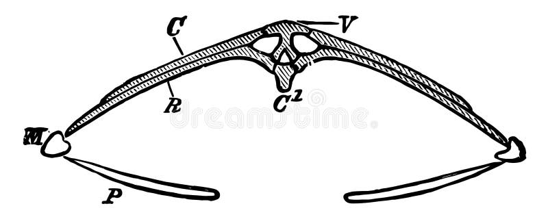 Green Turtle Skeleton, Vintage Illustration Stock Vector - Illustration ...