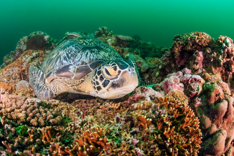 Green turtle sleeping stock image. Image of beauty, endangered - 17391031