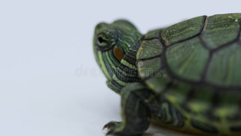 Green Turtle Slightly Moves Head, Isolated on Stock Video - Video of ...