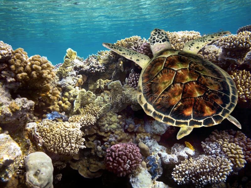 Green Turtle Swimming in Blue Ocean Stock Image - Image of coral ...