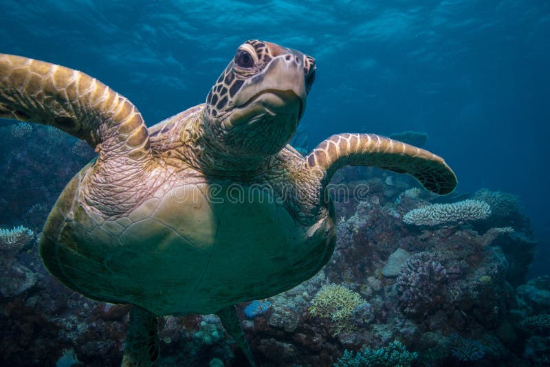 Green Turtle stock photo. Image of swimming, reef, cairns - 94563106