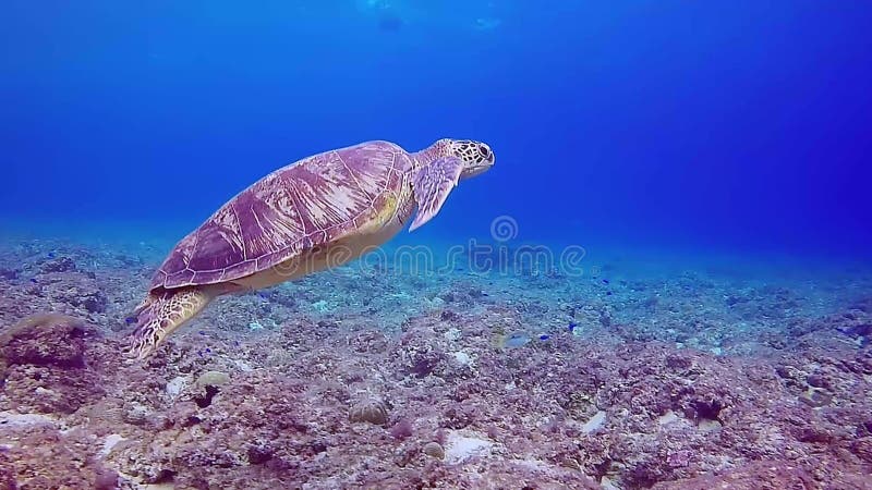 Old Green Turtle Swimming. Underwater Cave & Colourful Fish School ...
