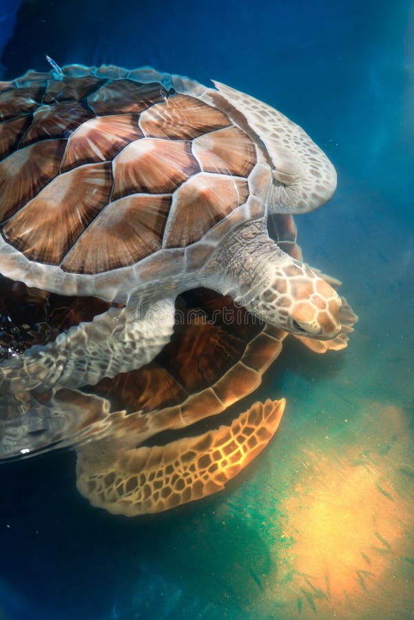 Green Turtle Swims Above in a Ponds. Stock Image - Image of aquatic ...