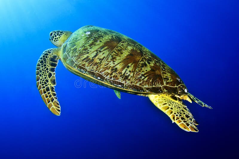Green turtle under the sun stock image. Image of aquarium - 62407503