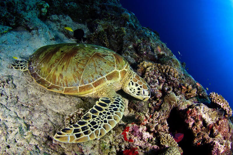 Green turtle under the sun stock photo. Image of people - 62407890