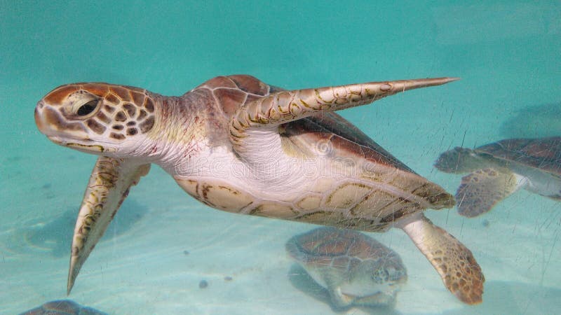 6 Green Turtles in Enclosure for Protection Stock Photo - Image of ...