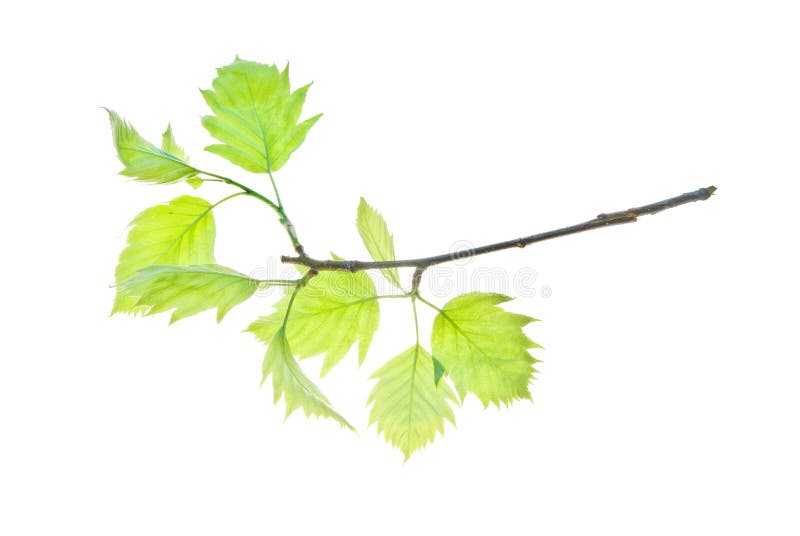 Green-twig-with-carved-leaves-isolated-on-white Stock Image - Image of ...