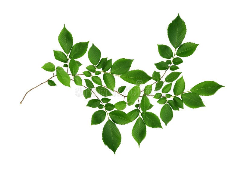 340 Bloom Elm Tree Stock Photos - Free & Royalty-Free Stock Photos from ...