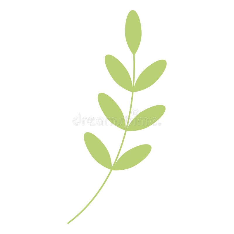 Green Twig with Leaves. Vector Illustration Isolated on White ...