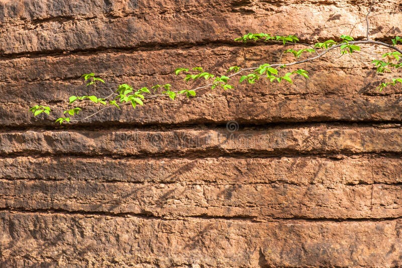 Green twig at a rock face stock image. Image of cliff - 276019255