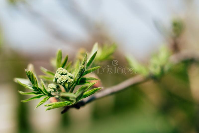 Green twig stock photo. Image of closeup, beautiful - 110172110