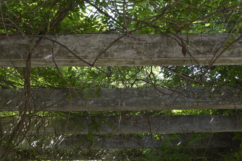 Green twigs stock photo. Image of love, twig, beautiful - 98015578