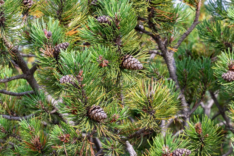 Green twigs of dwarf pine stock photo. Image of botany - 335931162