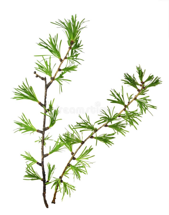 Green Twigs of Larch Tree Isolated Stock Photo - Image of resin ...