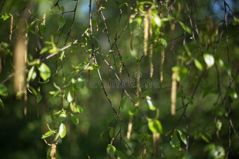 Green Twigs with Leaves of Trees in the Forest Stock Photo - Image of ...