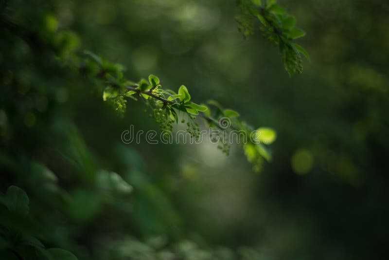 Green Twigs with Leaves of Trees in the Forest Stock Image - Image of ...