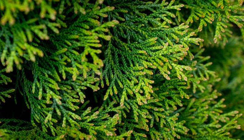 Green Twigs of Thuja Emerald with Visible Texture Stock Image - Image ...