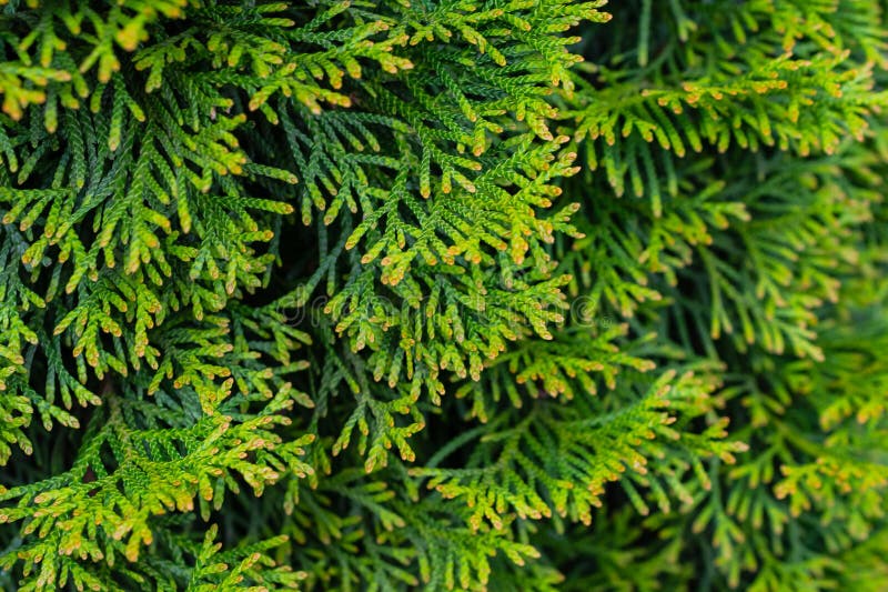 Green Twigs of Thuja Emerald with Visible Texture Stock Photo - Image ...
