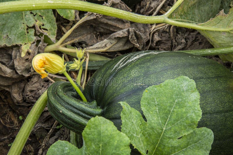 Green un-ripe pumpkin stock photo. Image of october - 128089192