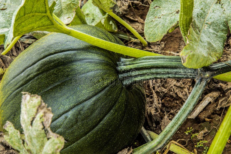 Green,un-ripe pumpkin stock image. Image of market, celebration - 128089211