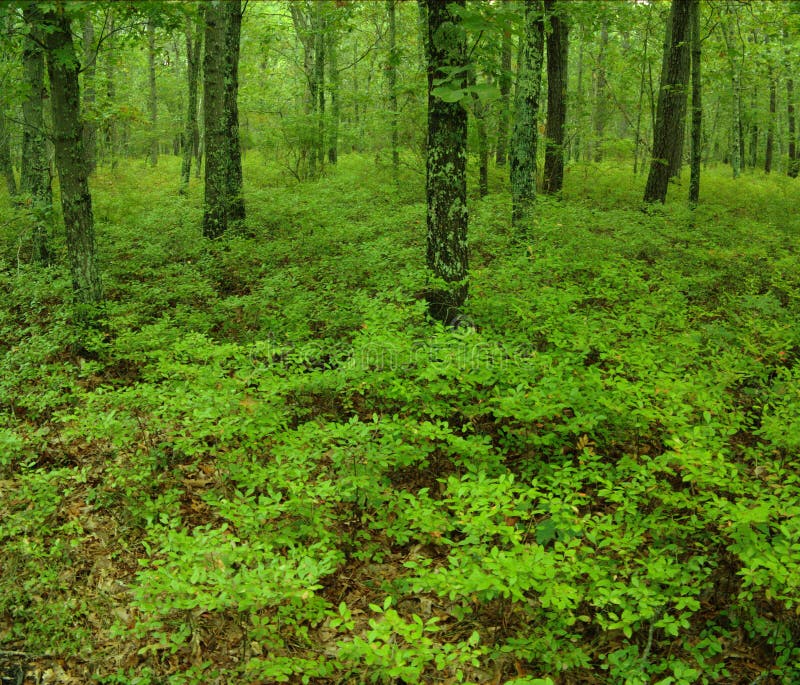 11,464 Green Undergrowth Photos - Free & Royalty-Free Stock Photos from ...