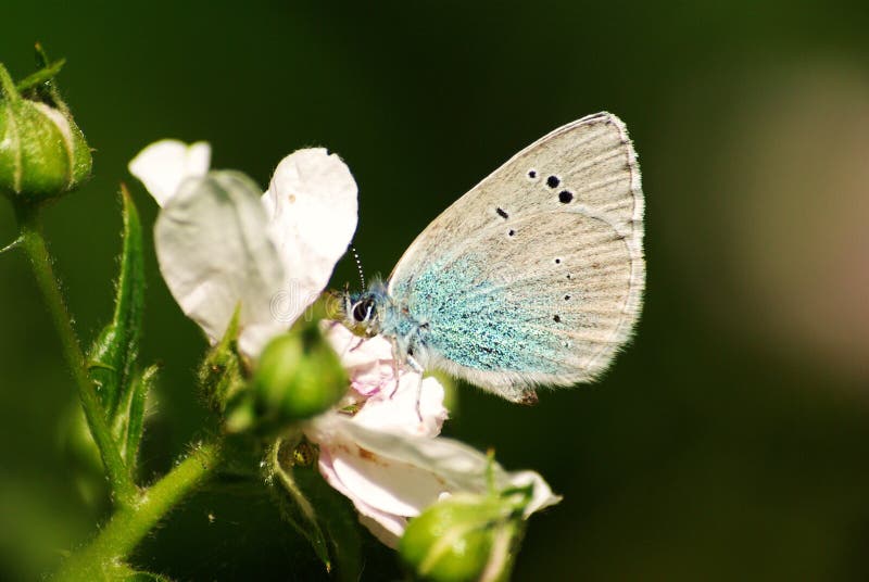 Green-Underside Blue Butterfly Stock Image - Image of green, petals ...