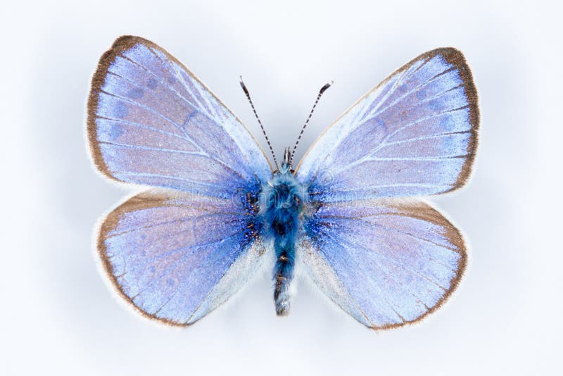 Green-underside Blue, Glaucopsyche Alexis Butterflies Stock Photo ...