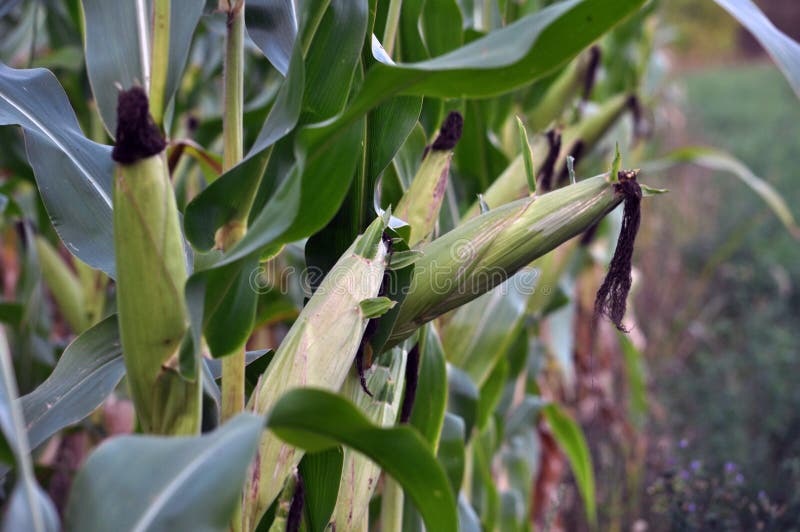 Green undiluted cornflakes stock image. Image of field - 105300875