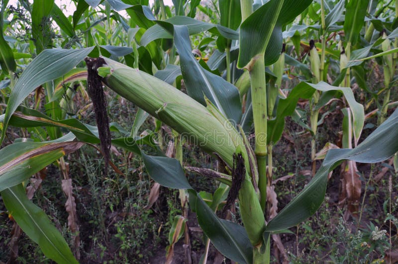 Green undiluted cornflakes stock photo. Image of agriculture - 105301384