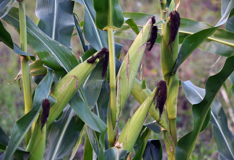 Green undiluted cornflakes stock image. Image of fodder - 107591653