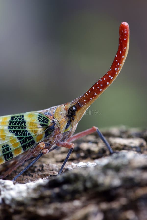 Green unique butterfly stock image. Image of green, colorful - 16647697