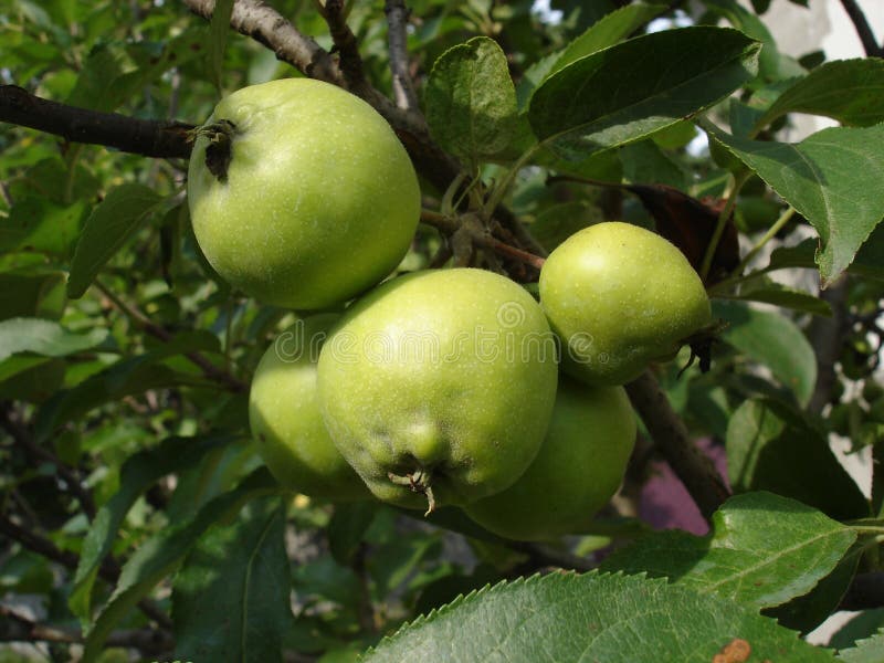 The Unripe Apples on Apple-tree Branches Stock Photo - Image of ...