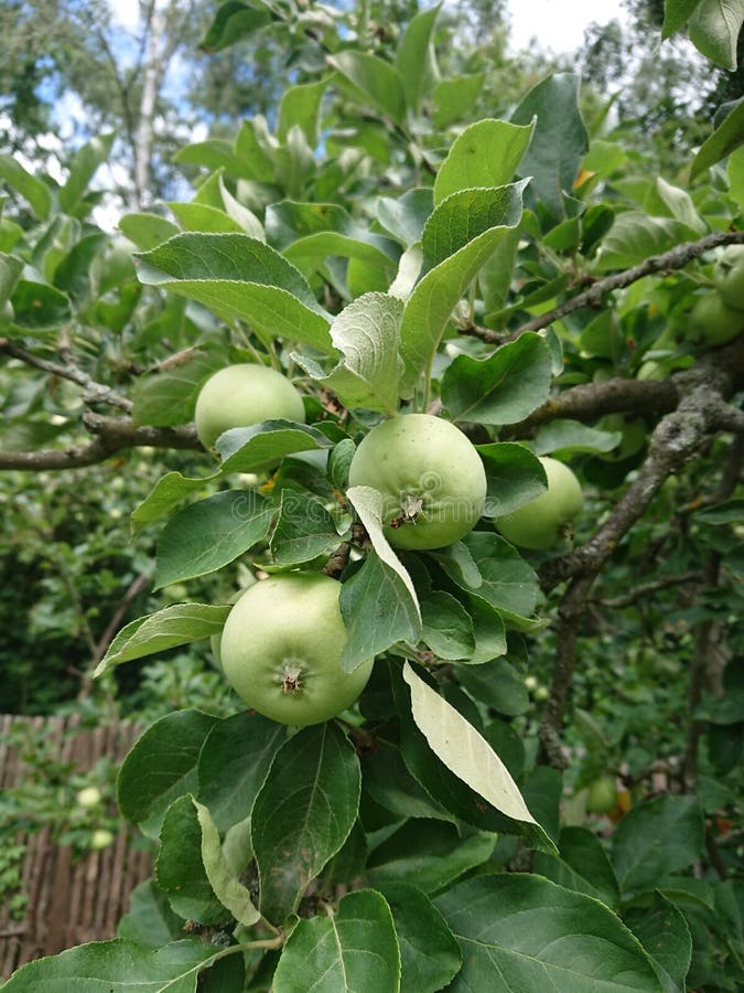 Green unripe apples stock image. Image of green, crop - 86061561