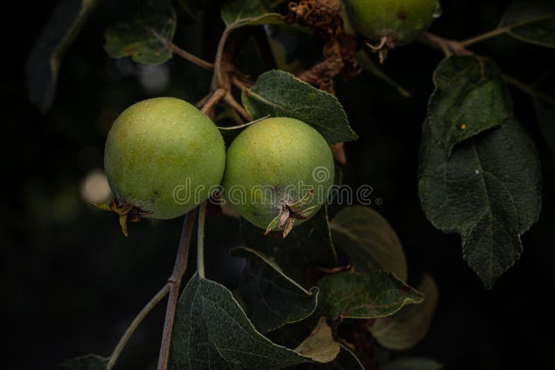 Green Unripe Apples on a Tree Branch Stock Image - Image of apples ...