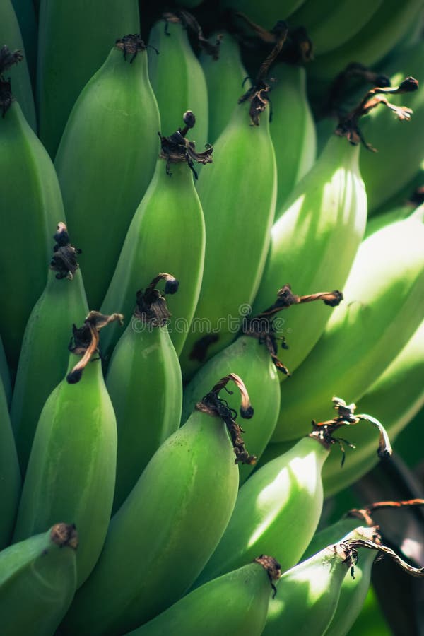 Green Unripe Bananas stock image. Image of green, bananas - 97078637